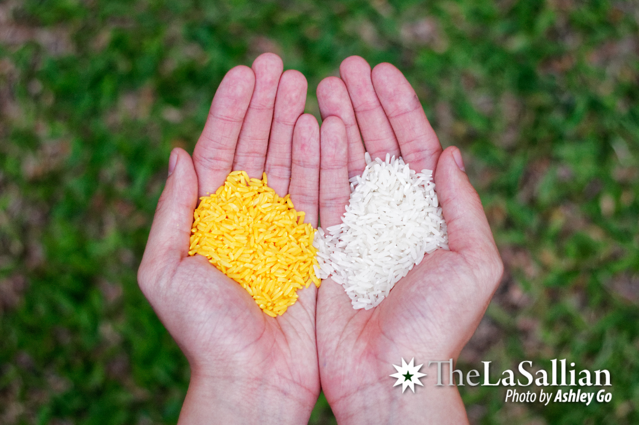 For want of β-carotene: DA, BPI greenlight Golden Rice – The LaSallian
