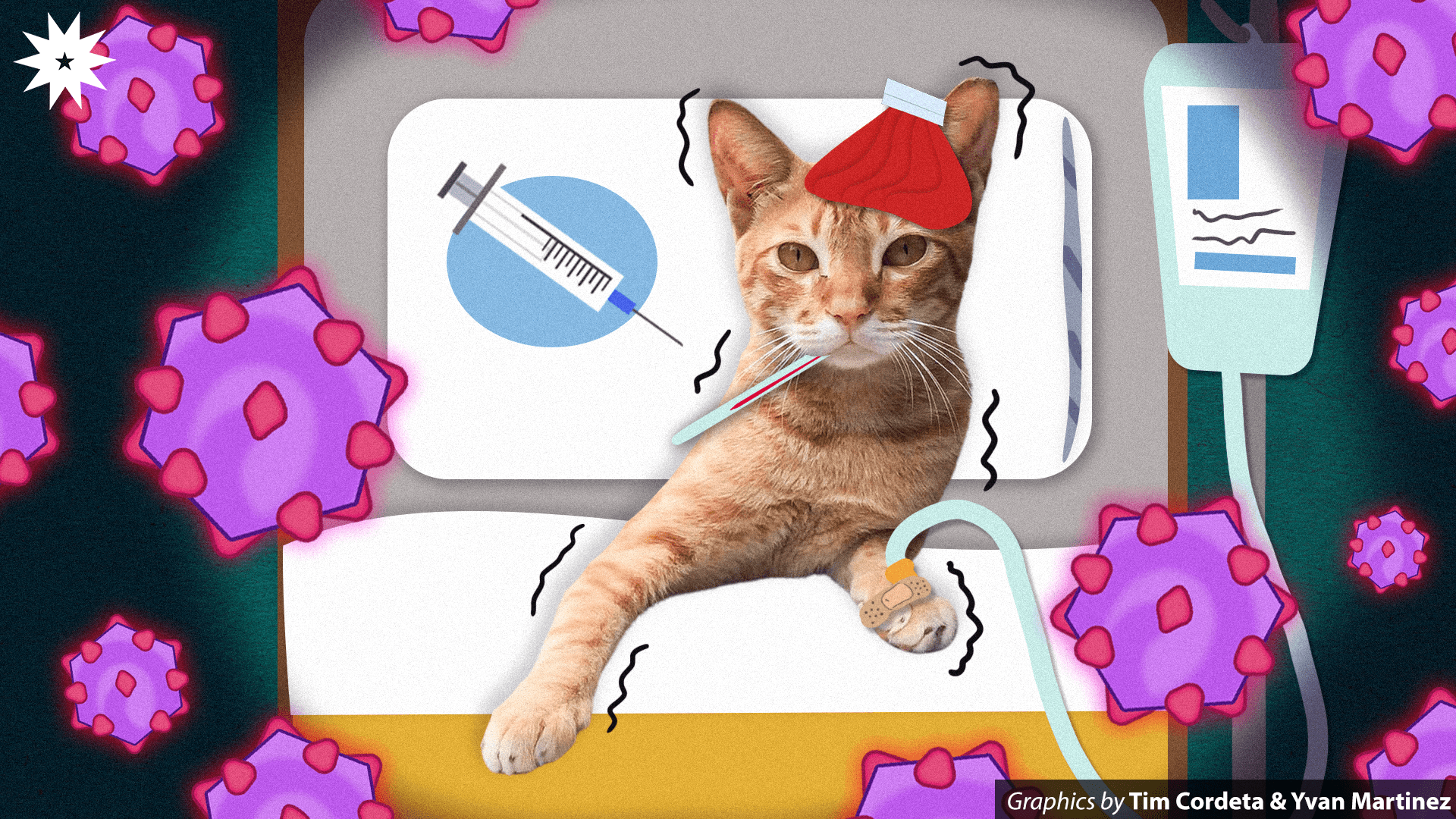 Keeping parvovirus on the leash with early detection and vaccinations ...